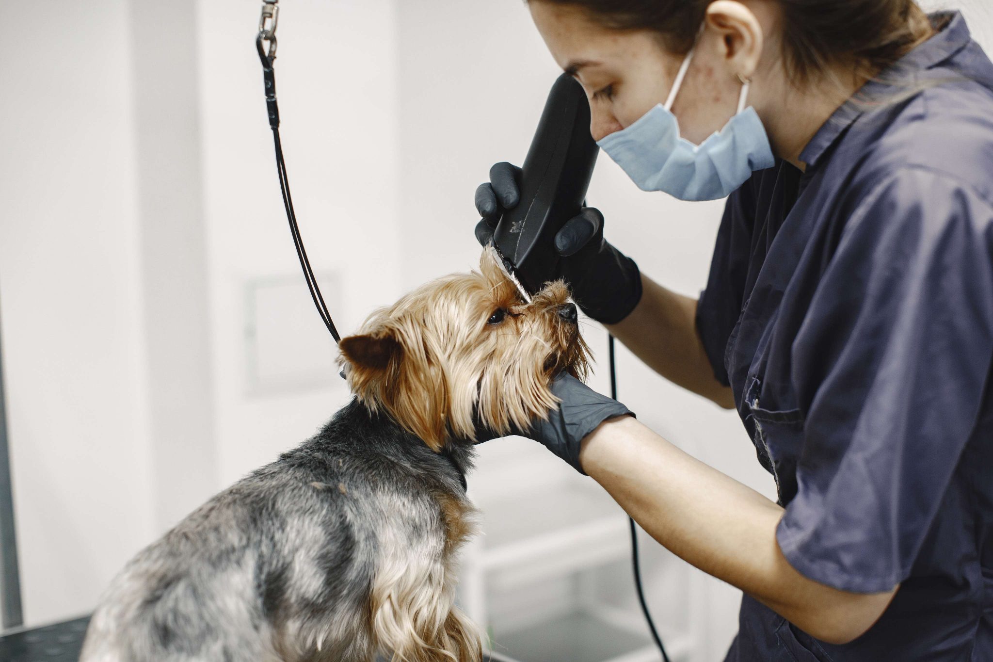 Pet Bond – Pet Clinic